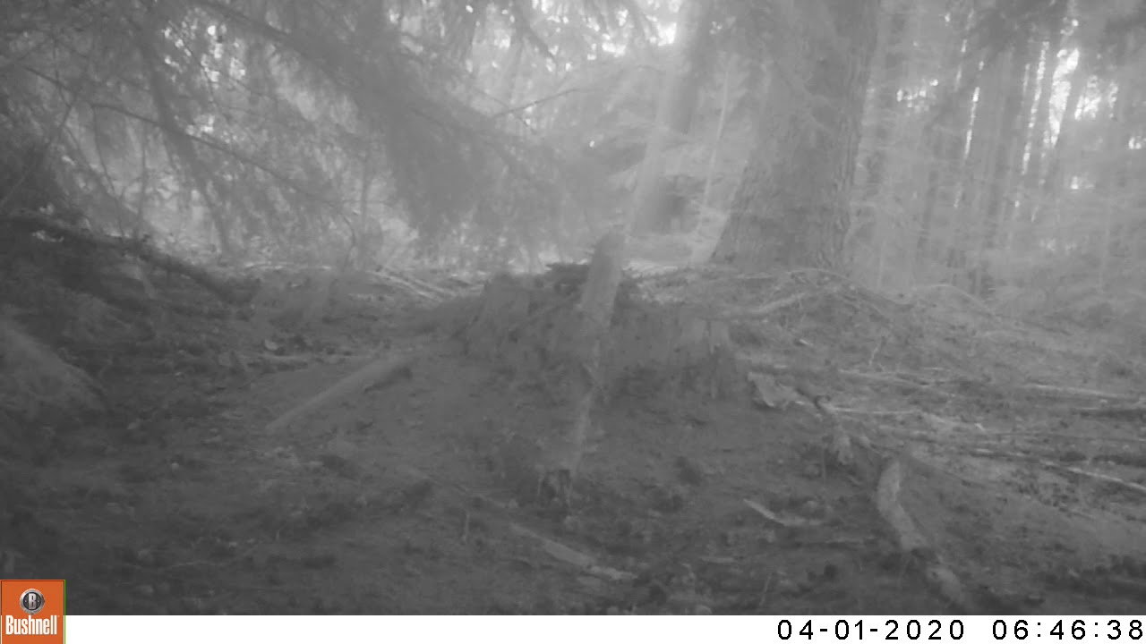 Reebok - Roe deer buck, Hazewater, Amersfoort - YouTube