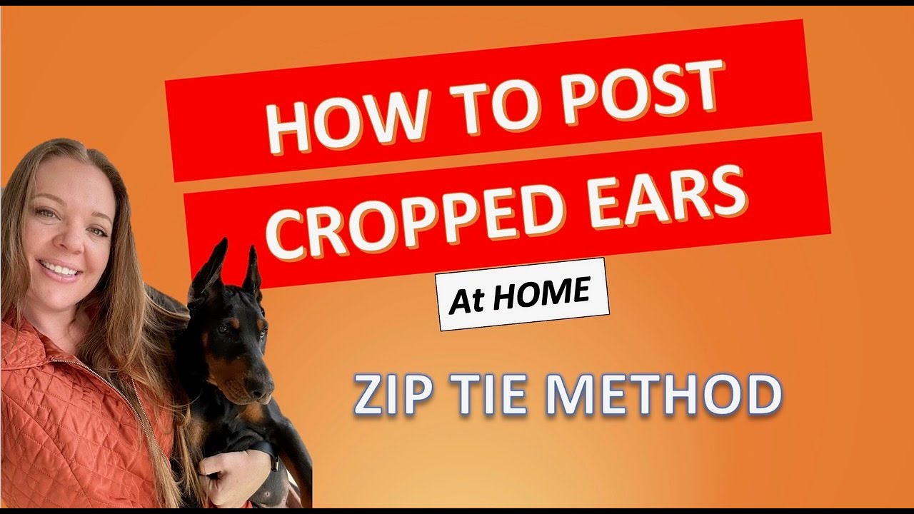 Posting Our Dobermans Cropped Ears! - YouTube