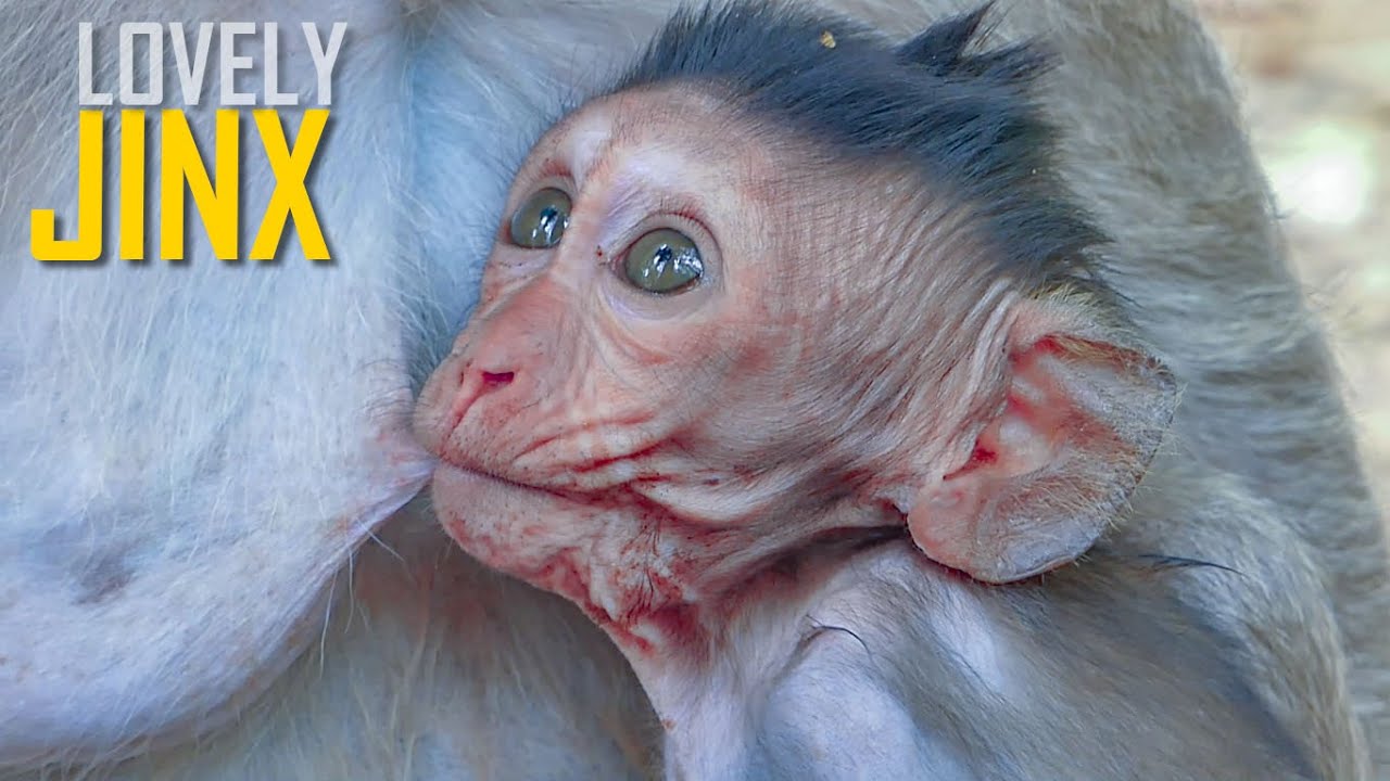Lovely Adorable Newborn Baby Monkey Jinx So Cute, Mum Jade Well Nursing ...