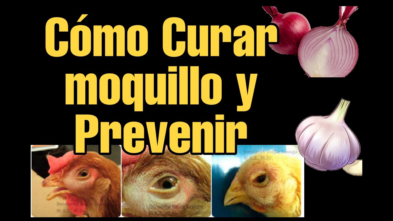 Cómo curar el moquillo y prevenir la coriza aviar | GLP Yazori - YouTube