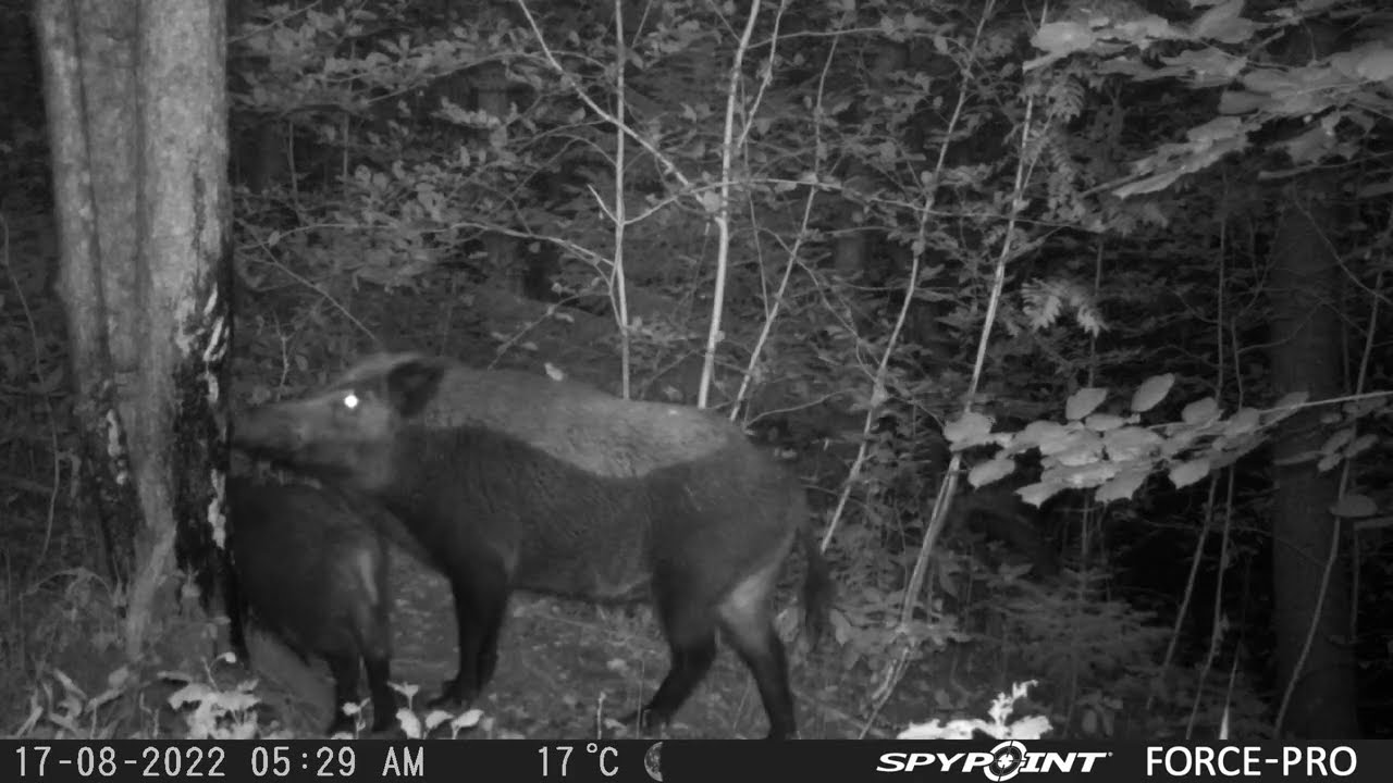 Wild Hog Family coming to the Tar tree/Mežacūkas pie darvas - YouTube