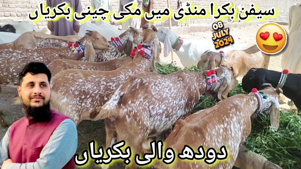 Doodh Wali Maki Cheeni Bakri 😍 Saifan Bakra Mandi Peshawar July 2023 ...