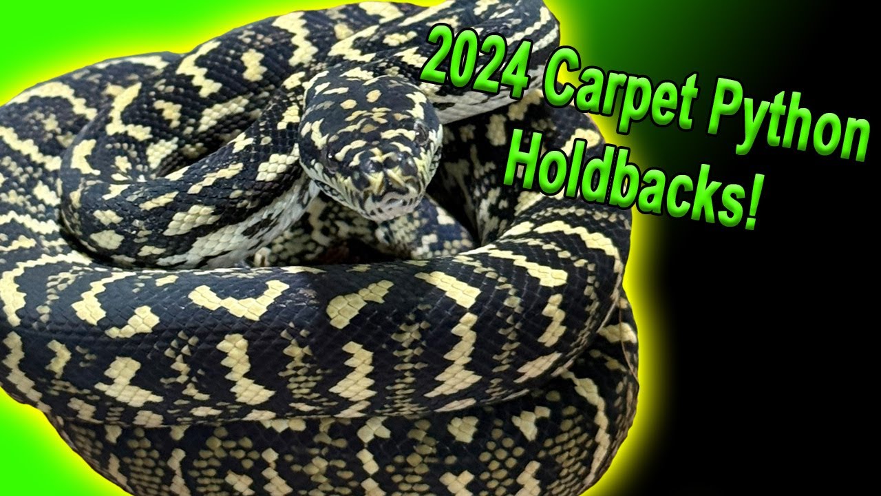 2024 Carpet Python Holdbacks! - YouTube