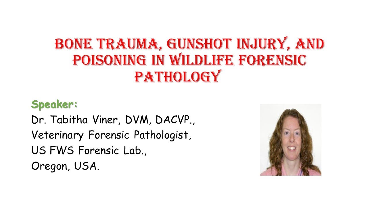 Bone trauma, gunshot injury, and poisoning in wildlife forensic ...