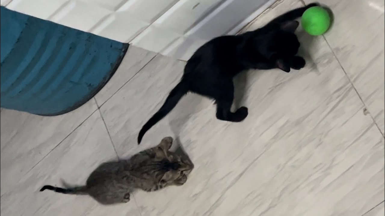 Cute Cats play with ball 🐱 | funny animals | cat videos | - YouTube