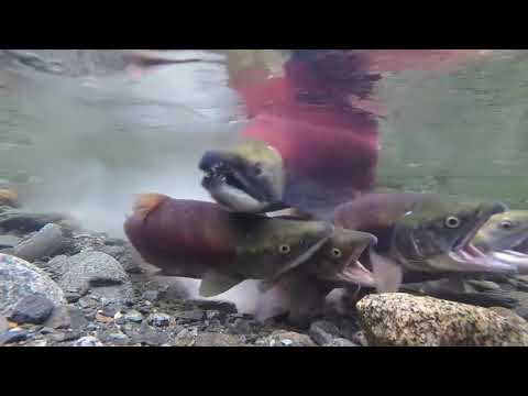 How salmon lay eggs? - YouTube