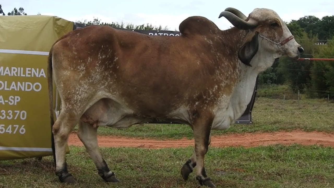 LOTE 11 FANFA - YouTube