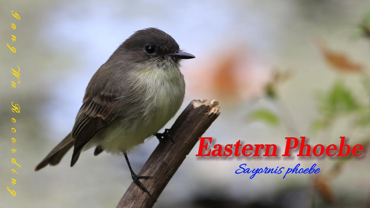 Eastern Phoebe Flying