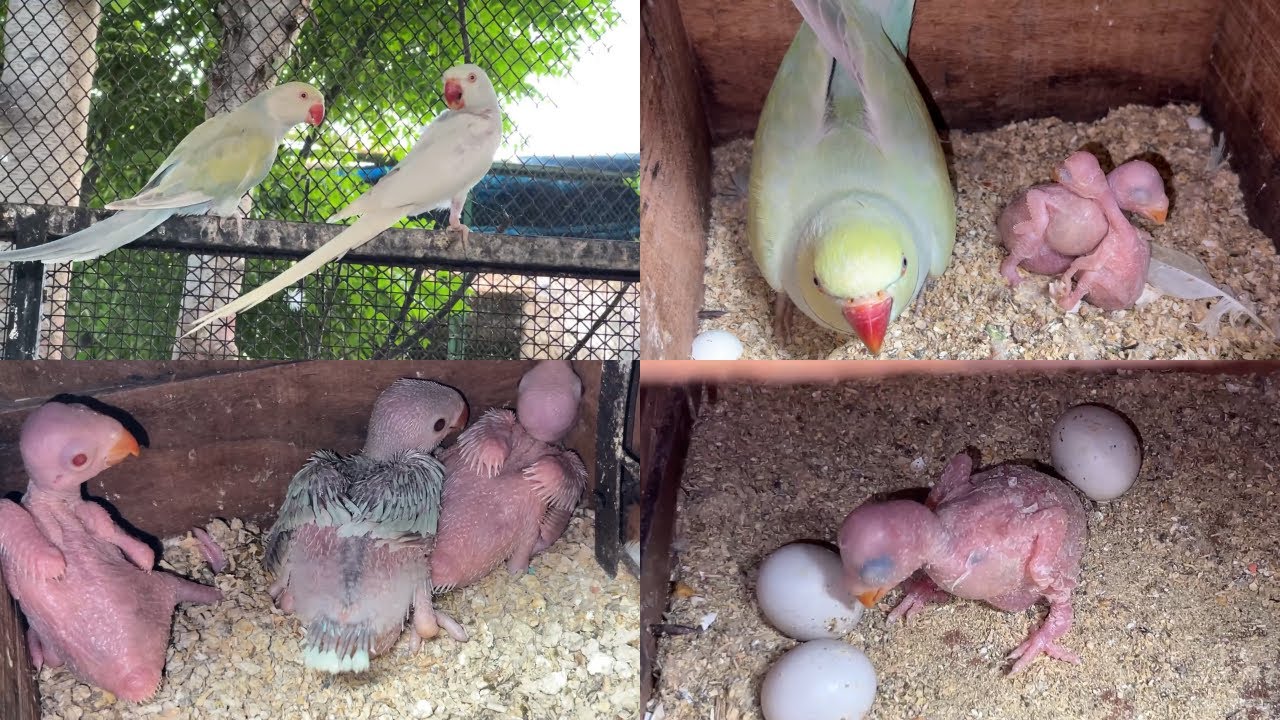 Ringneck Chicks Season Ending | Ringneck 3RD Clutch Chicks | Ringneck ...