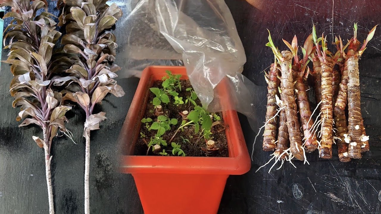 From Cuttings to Flourishing Plants: Soil Propagation Mastery with ...