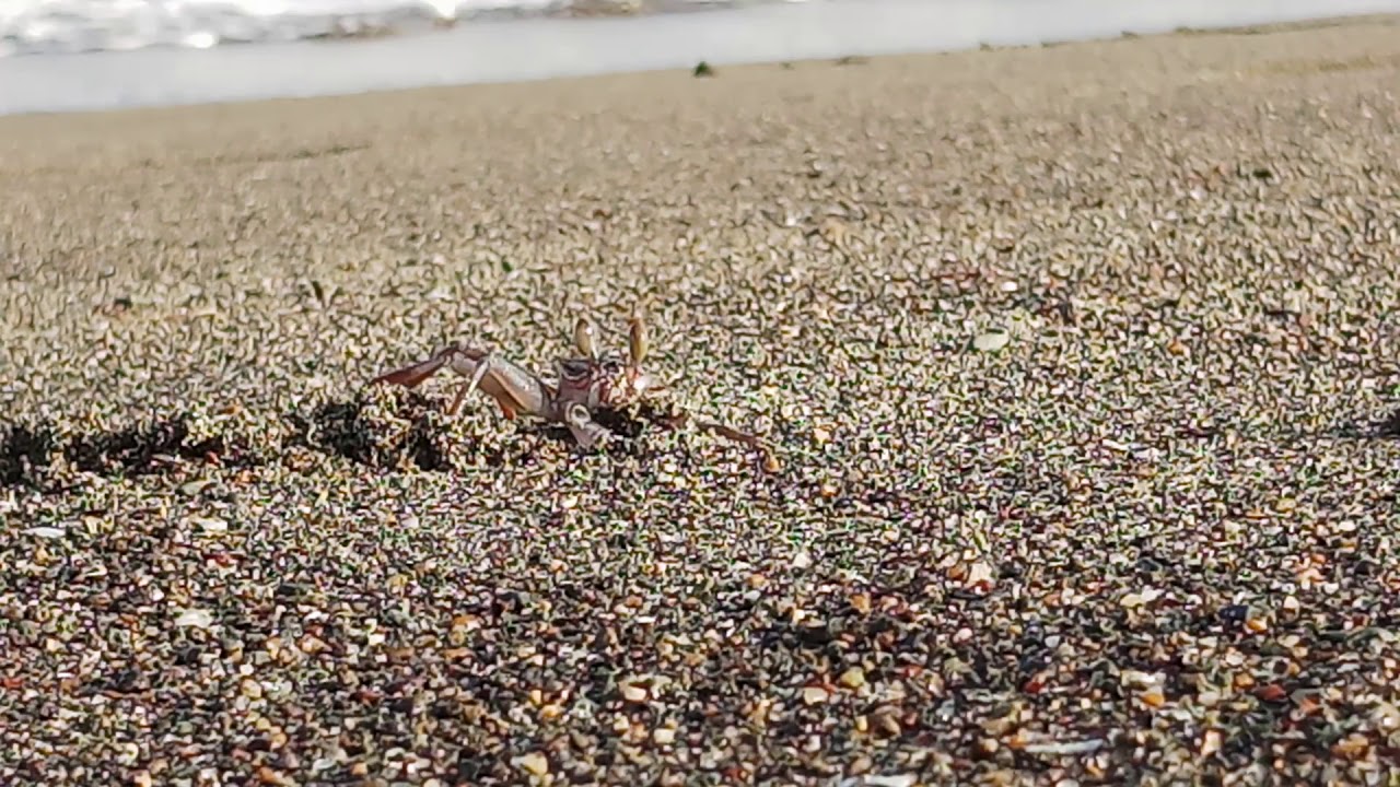 Sand Crab is Digging Its Burrow - YouTube