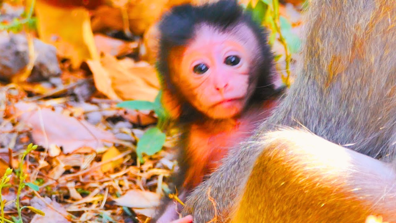 Tiny Tots: Explore the World Through the Eyes of a So Lovely Monkey ...