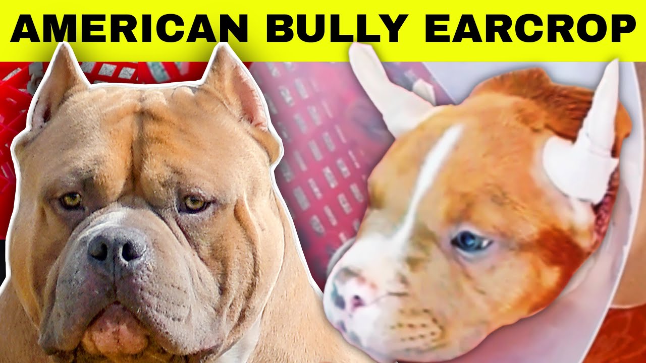 Ear Cropping Explained: The Truth About This Procedure - YouTube