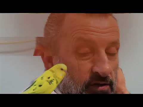 Muhabbet kuşum Çıtır #konuşan #muhabbet #muhabbetkusu #kuş #muhabbetkuşusesidişi
