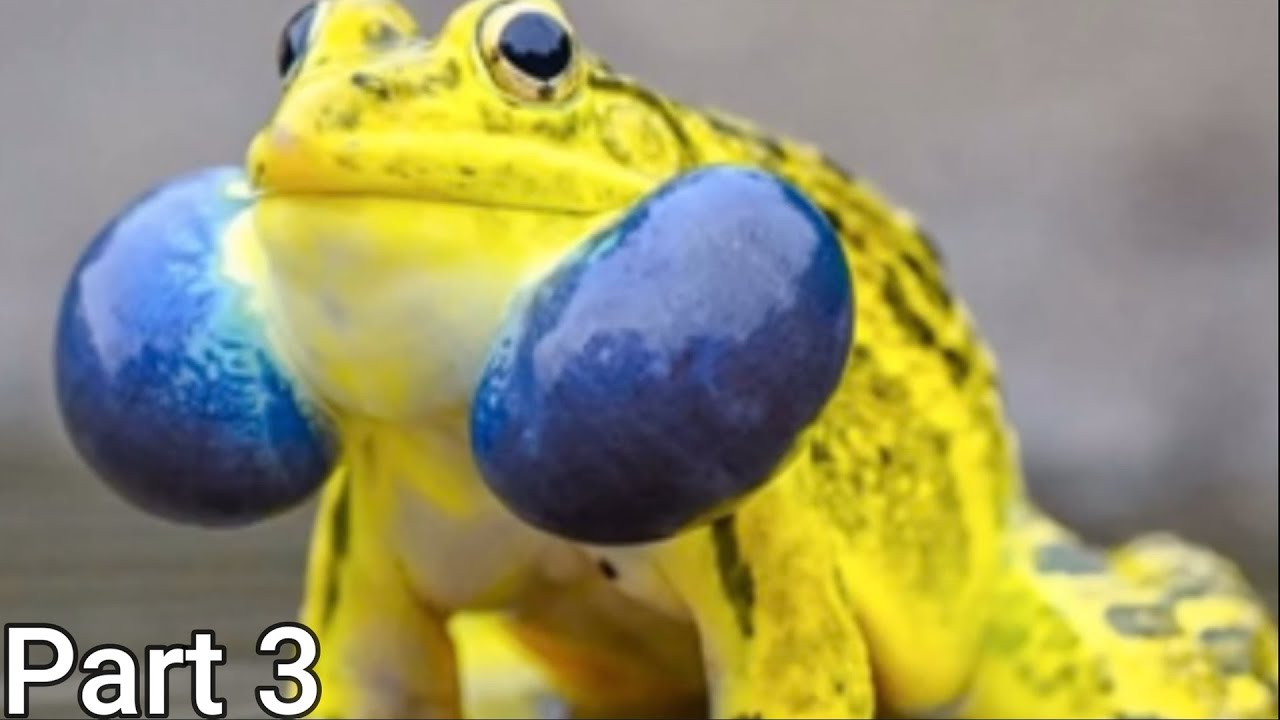 The ENTIRE Indian bull frog lore & appearances Part 3 Urban Rescue ...