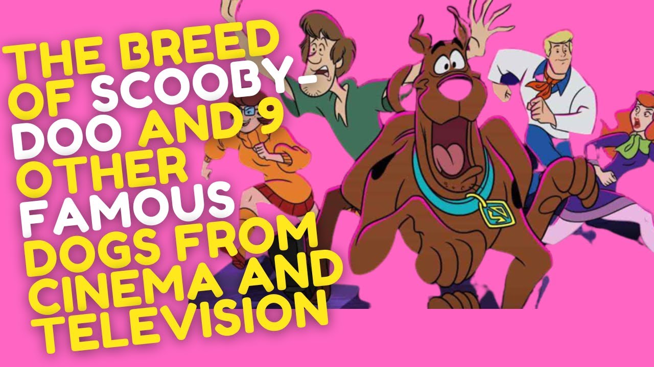 THE BREED OF SCOOBY DOO AND 9 OTHER FAMOUS DOGS FROM CINEMA AND ...