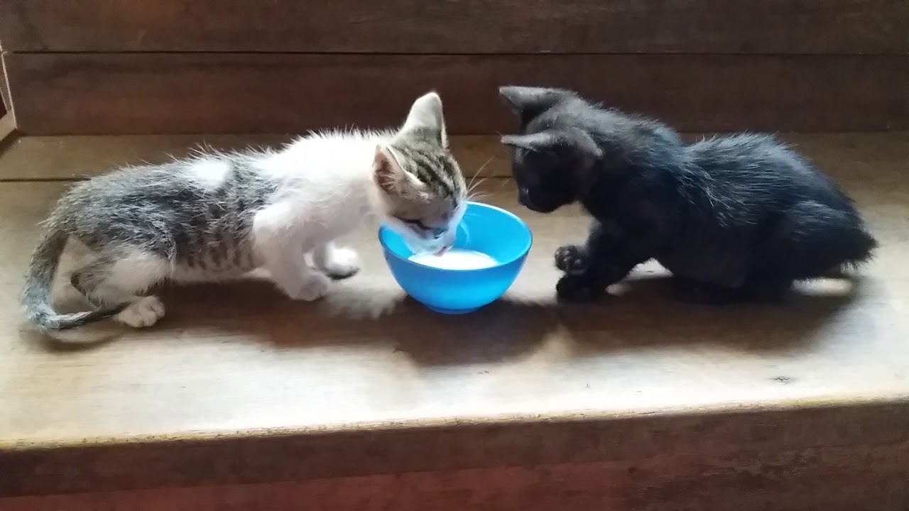 Super Cute Little Kittens Drinking Milk - YouTube
