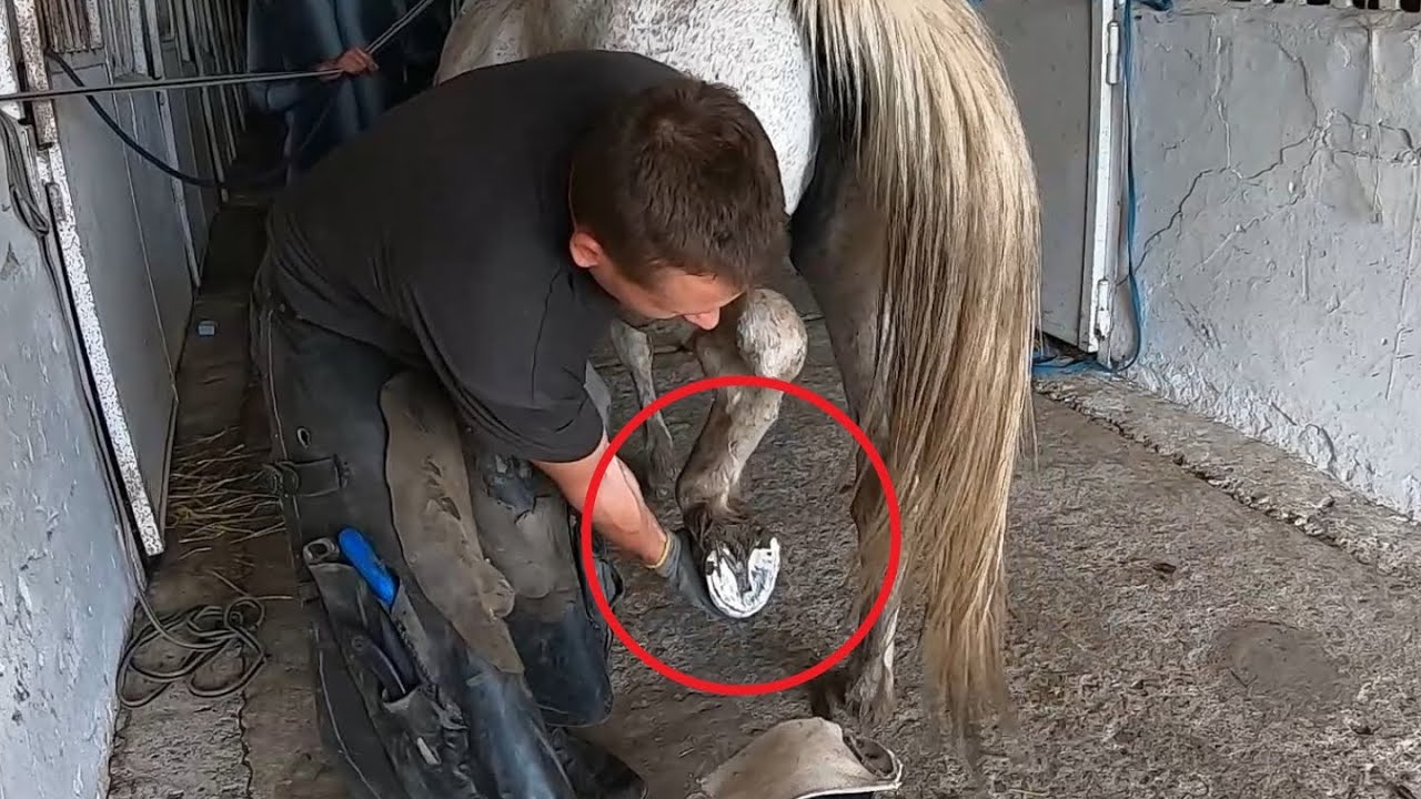How Horse Hooves Are Deep Cleaned | Deep Cleaned | Insider - YouTube
