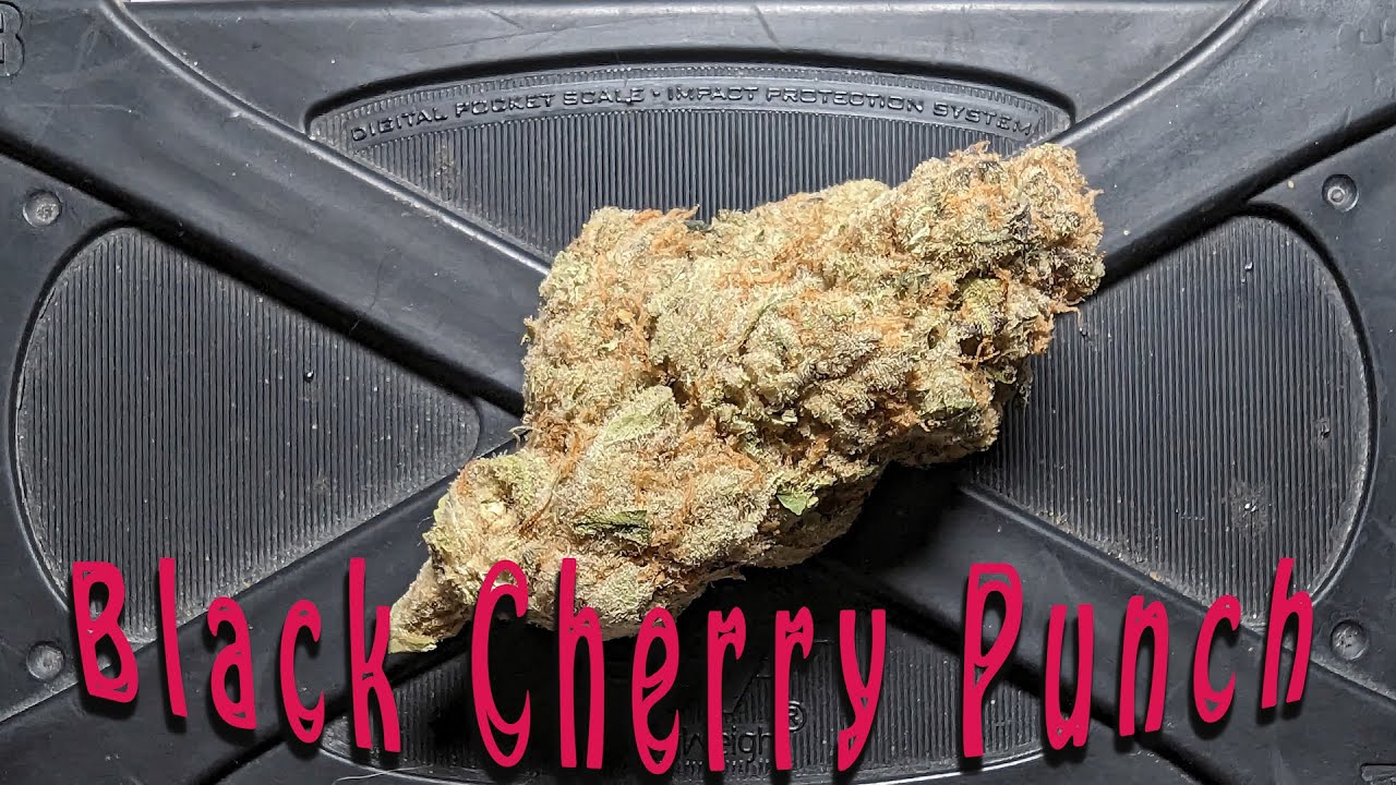 Strain Review - Black Cherry Punch - Good Greens - YouTube