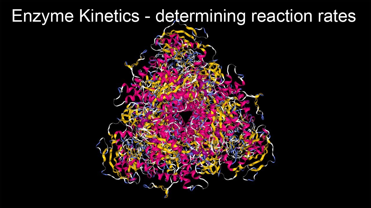 Enzyme kinetics - calculating reaction rates - YouTube
