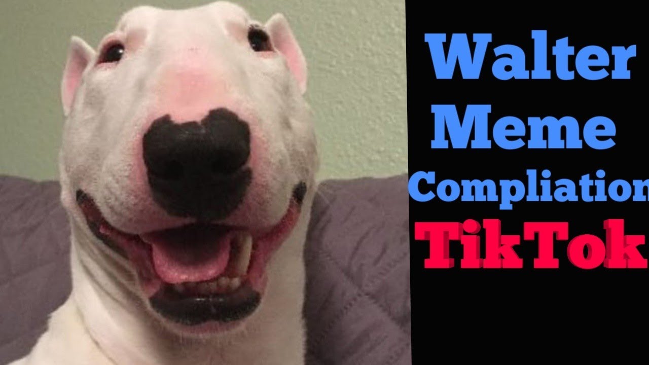 Walter Meme Compliation Tik tok - YouTube
