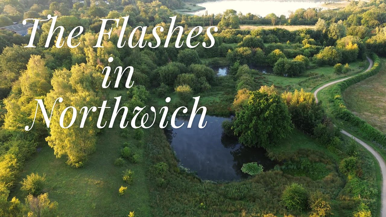 Nature & Wildlife at Its Best | Neumann's & Ashton's Flashes, Northwich ...