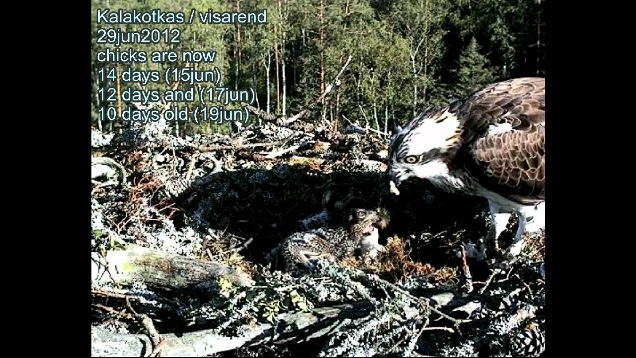 Kalakotkas / visarend in Estland, 29jun2012 feeding all three chicks ...