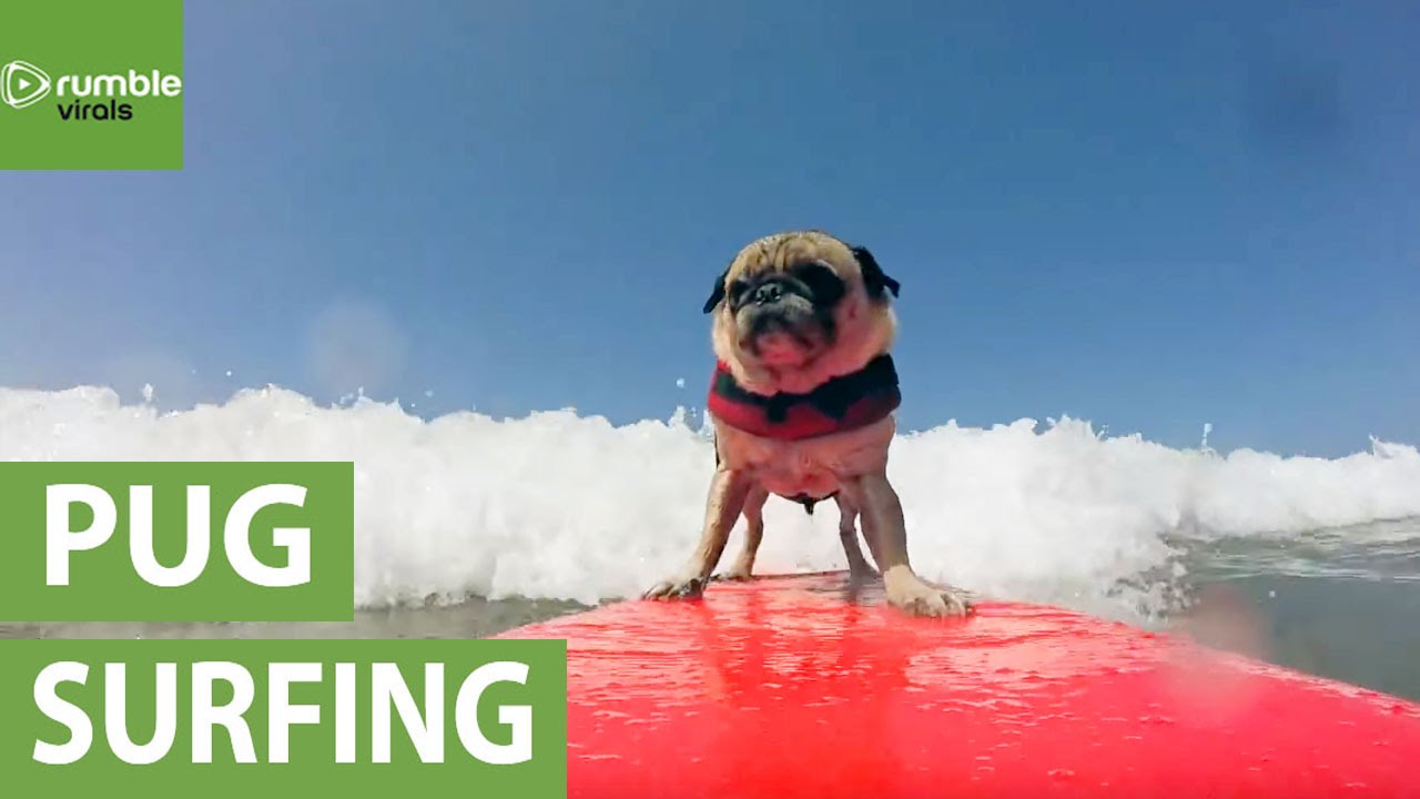 A day in the life of a surfing pug - YouTube