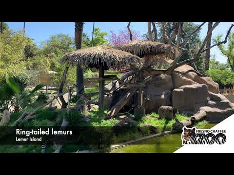 Lemur Island Cam for #MeditationMonday