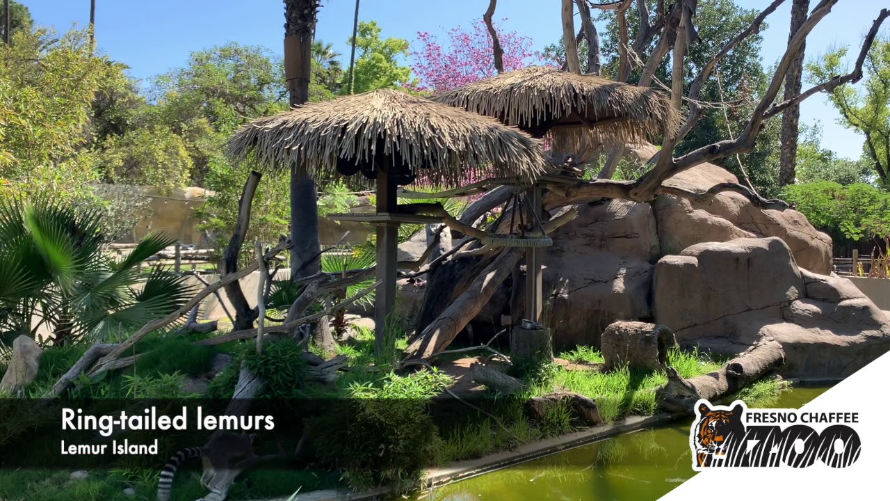 Lemur Island Cam for #MeditationMonday - YouTube