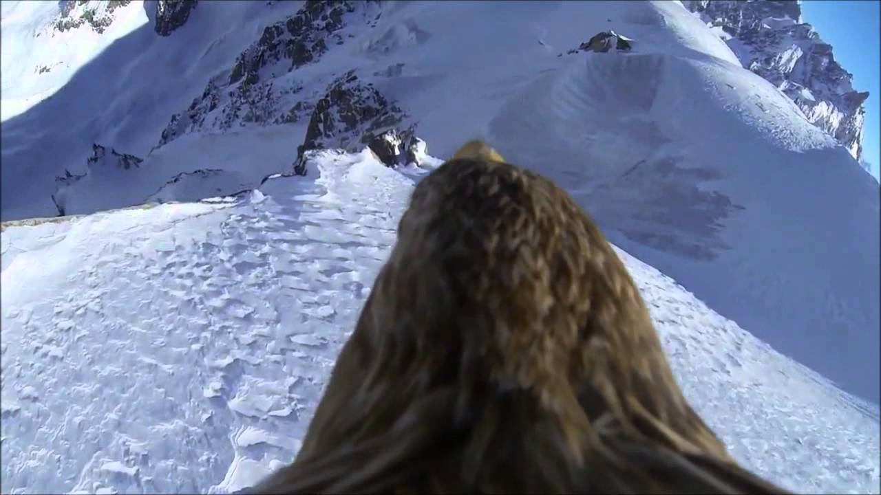 Soaring with Eagles, (copyrights Peter McBrearty) soundtrack to Flying ...