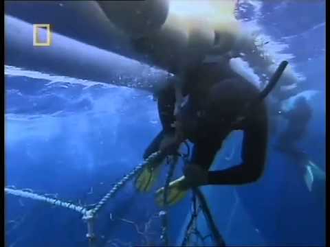 Tuna Cowboys   National Geographic Documentary