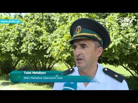Findiq baglarinda xestelik yaranib