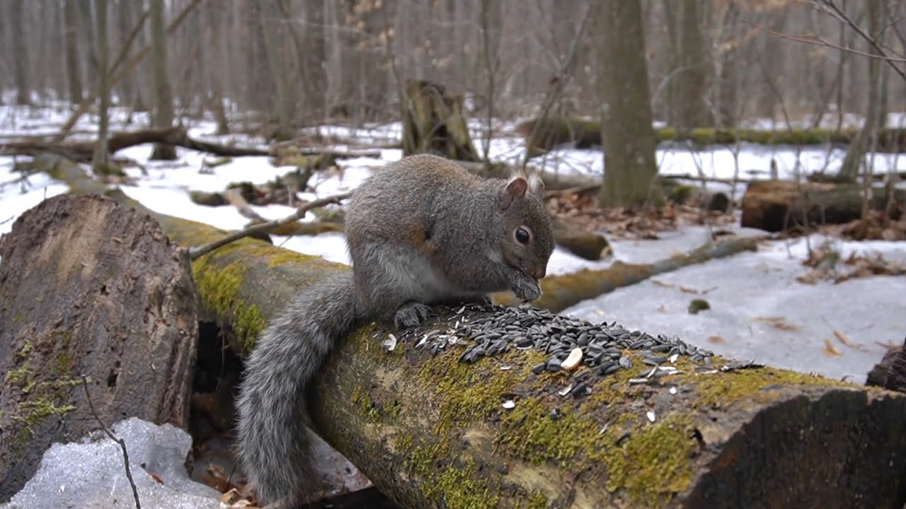 10 hour - Forest squirrels on a log - March 30, 2022 - YouTube