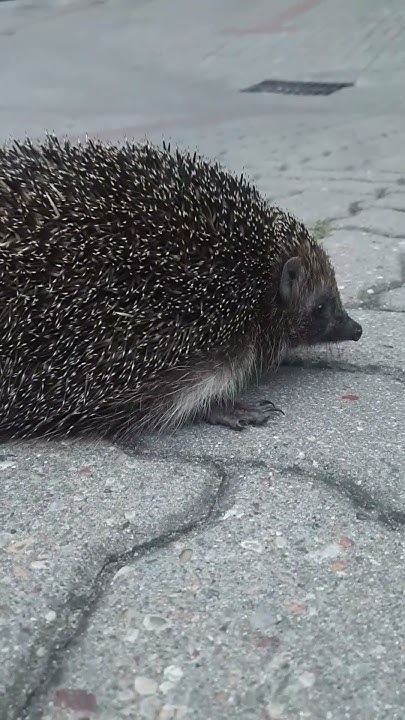 Сколько иголок у ежа? Много ли зубов у ежика? #shorts #ёжик #animals # ...