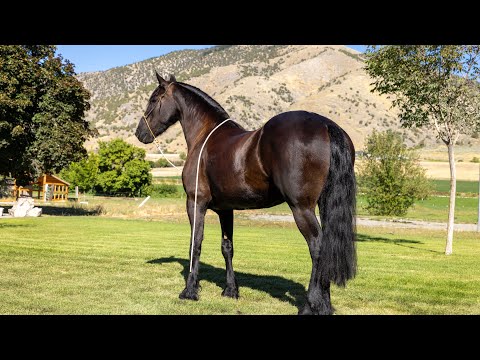 Valories Venus | 4 Year Old KFPS Friesian Mare | 2026 Premier Horse Sale So Cal