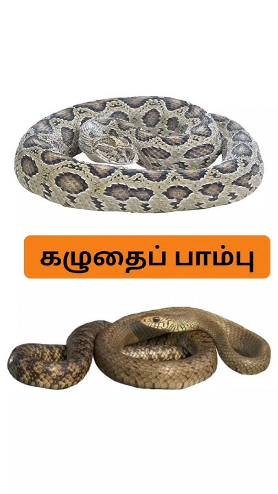 கழுதைப் பாம்பு #snake#tamil#wildlife#snakevideo#viper#donkey#forest# ...