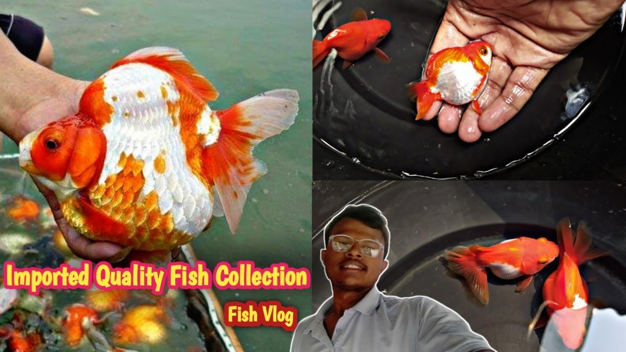 Imported Jumbo Size Rukin Goldfish Collection|Imported Quality Goldfish ...