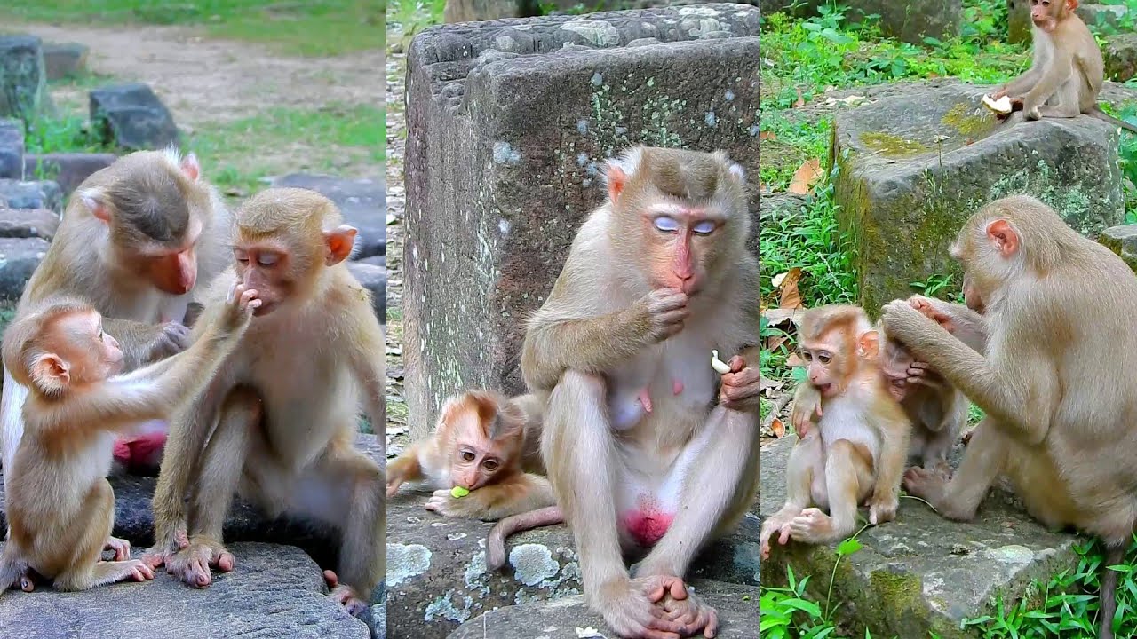 Cute Lexi baby looks very friendly welcome best friend for joking, Lexi ...