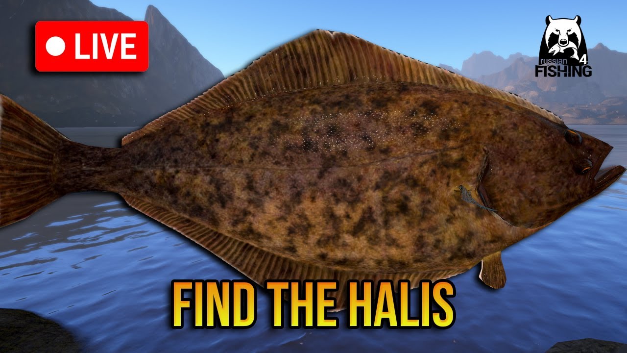 Find The Big Hali - Russian Fishing 4 🔴 - YouTube