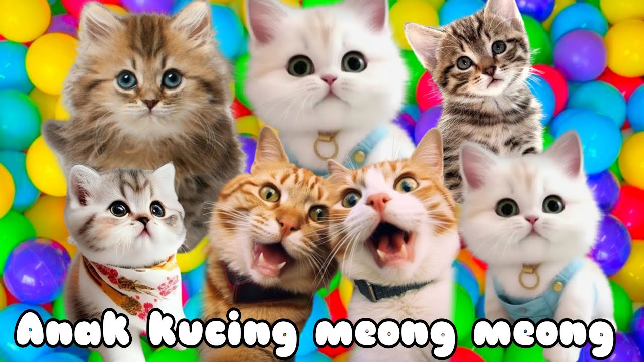 ANAK KUCING MEONG MEONG ‼️ KUCING MOCI BEEMAIN TISU 😻 LAGU KUCING MEONG ...
