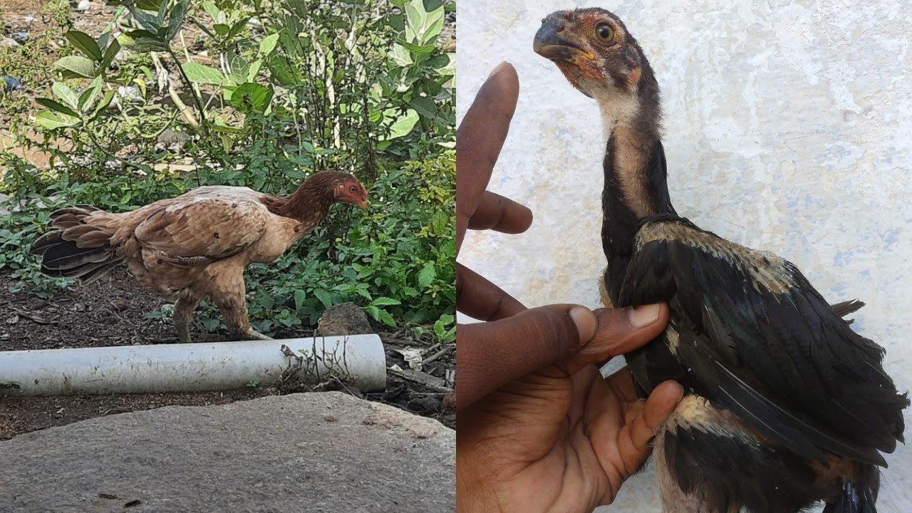 Parrot Beak Long Tail Hens|8861297654|Parrot Beak Long Tail Chicks🐥 For ...