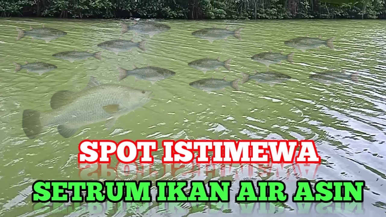 Setrum ikan di air asin/payau berat - YouTube