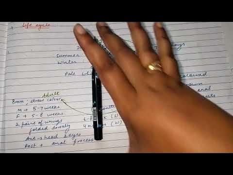 Pyrilla perpusilla (sugarcane leafhopper) - classification, habit, life ...