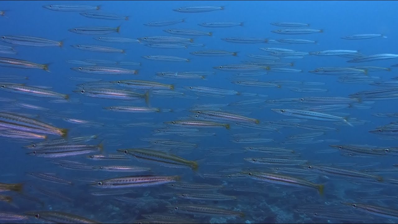 Large group of Barracuda - Scuba diving in Madagascar - YouTube