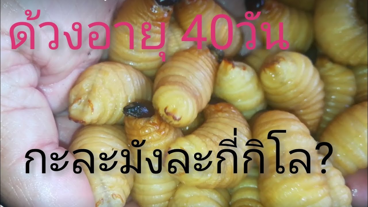 ด้วงมะพร้าวอายุ 40วัน red palm weevil farm - YouTube