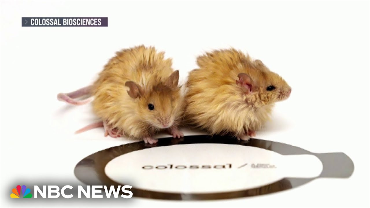 Up close with world’s first “Woolly Mice” - YouTube