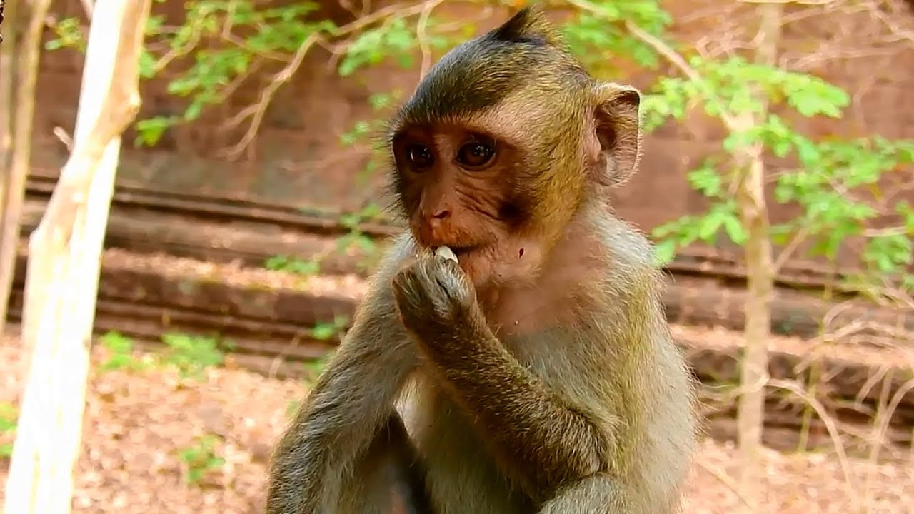 Pretty cutest little monkey Maci, Monkey Maci need some more food,Poor ...