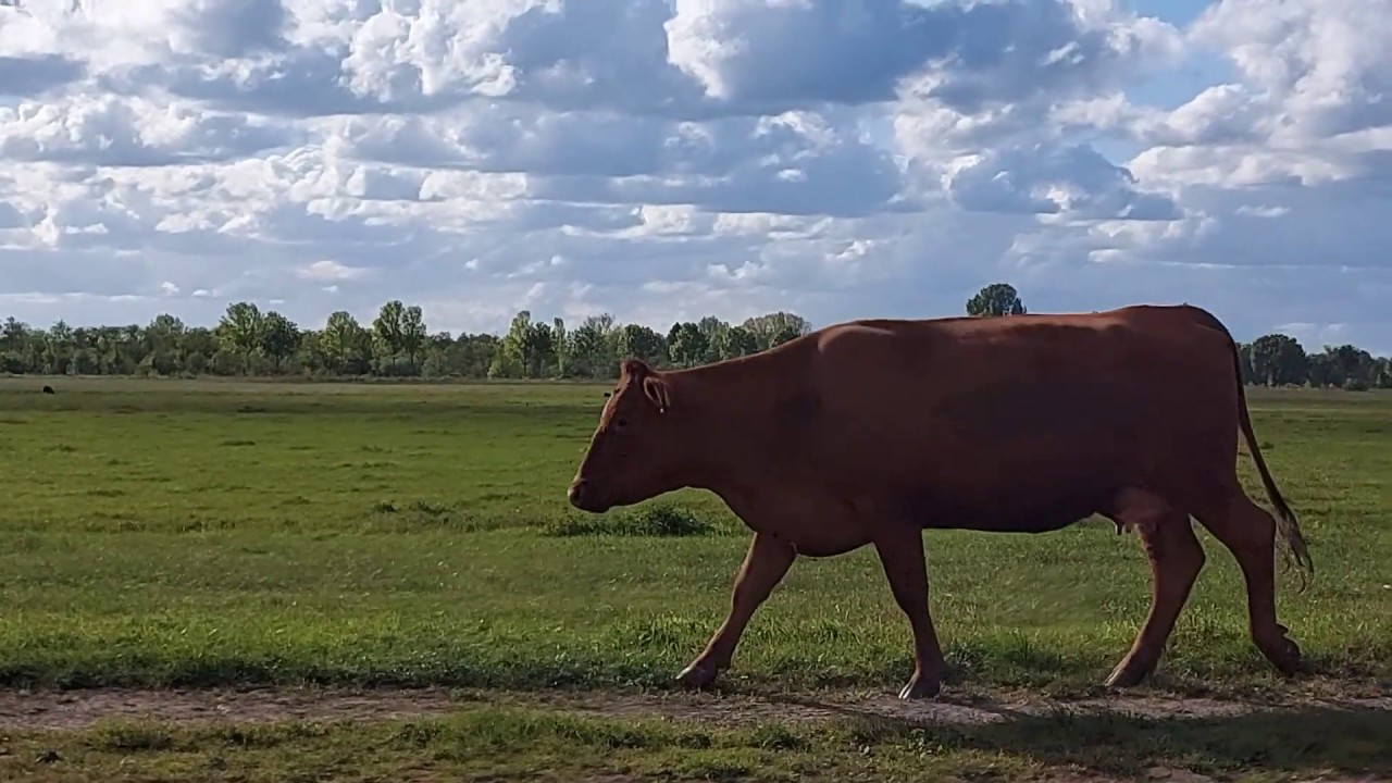 Angus walk - YouTube