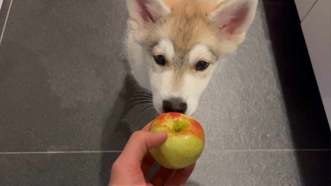 Cute puppy sees an apple for the first time - YouTube